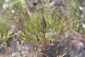 Australian Plants - Proteaceae